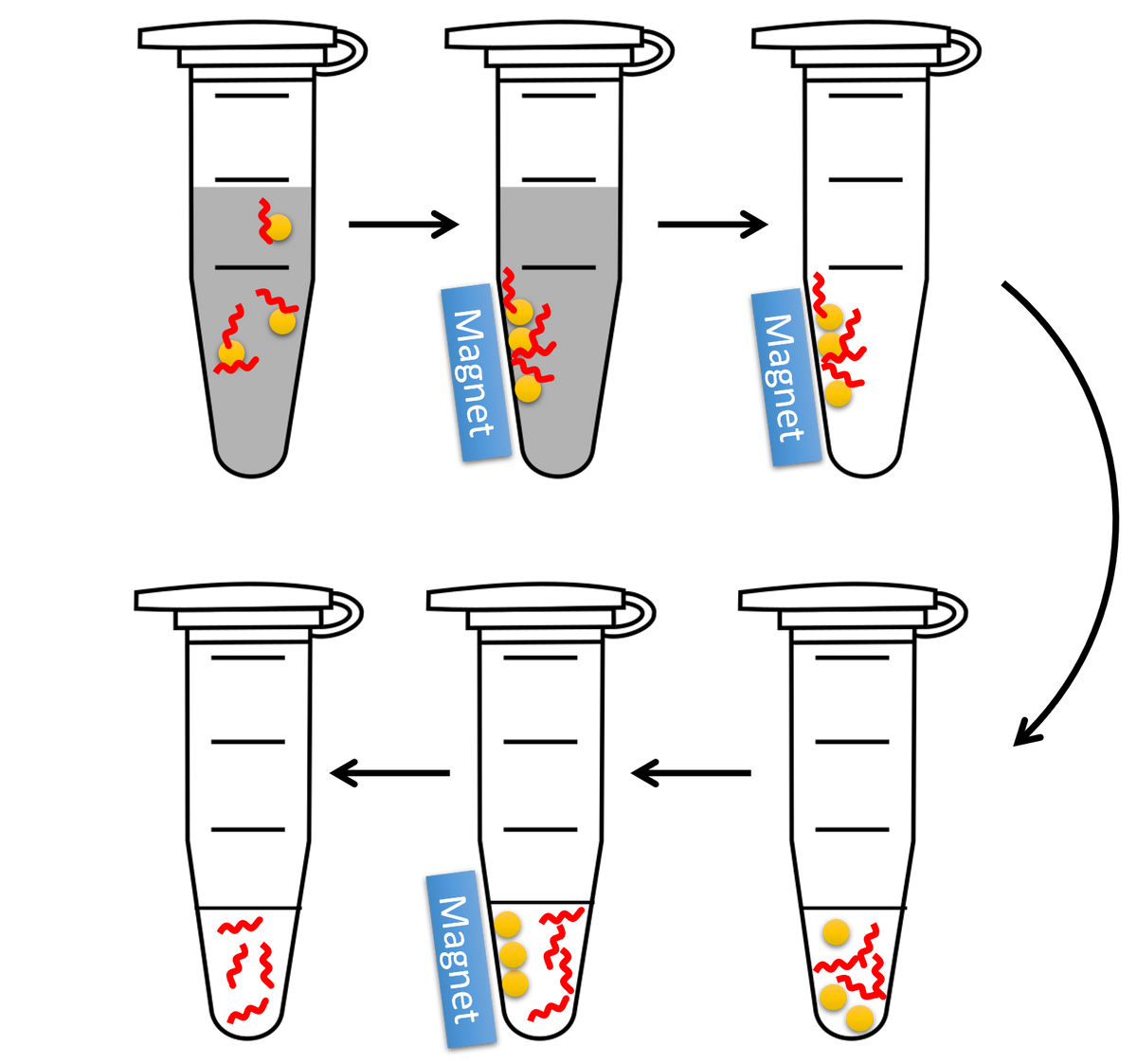 Magnetic beads for DNA purification – Sergi Lab Supplies